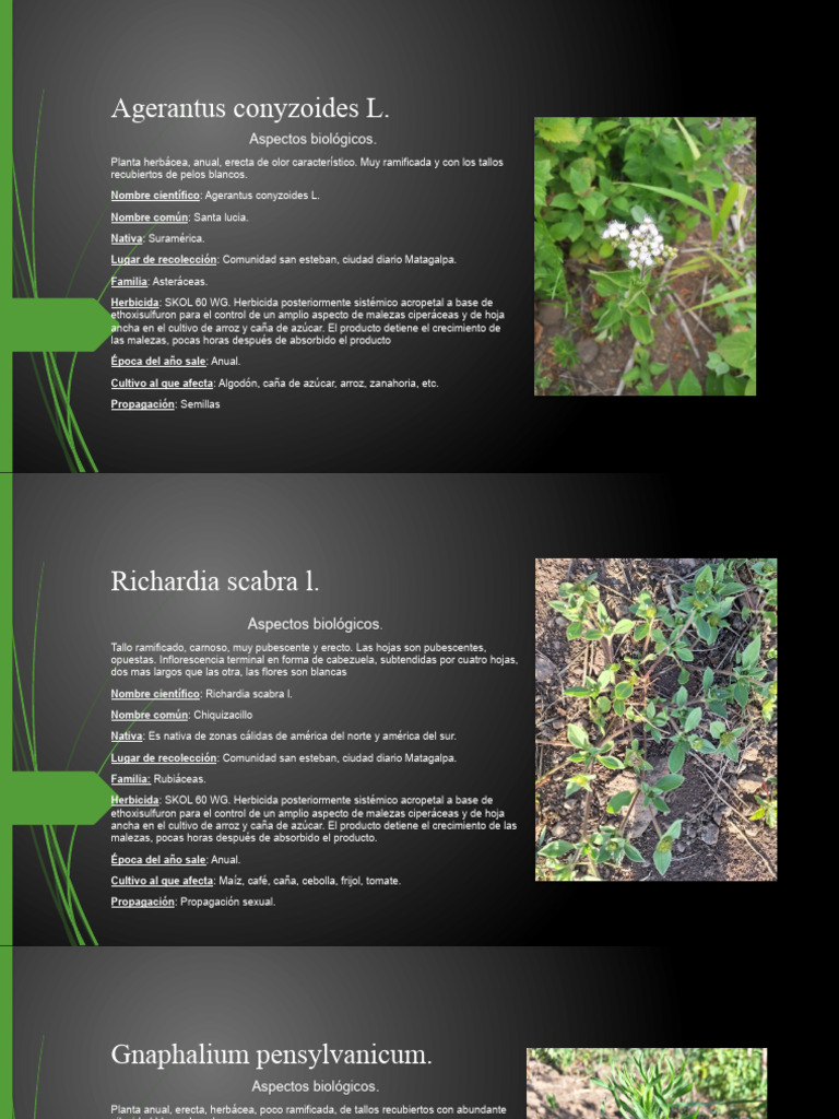 Guía de Malezas y Control en Cultivos | PDF | Agricultura | Hierba