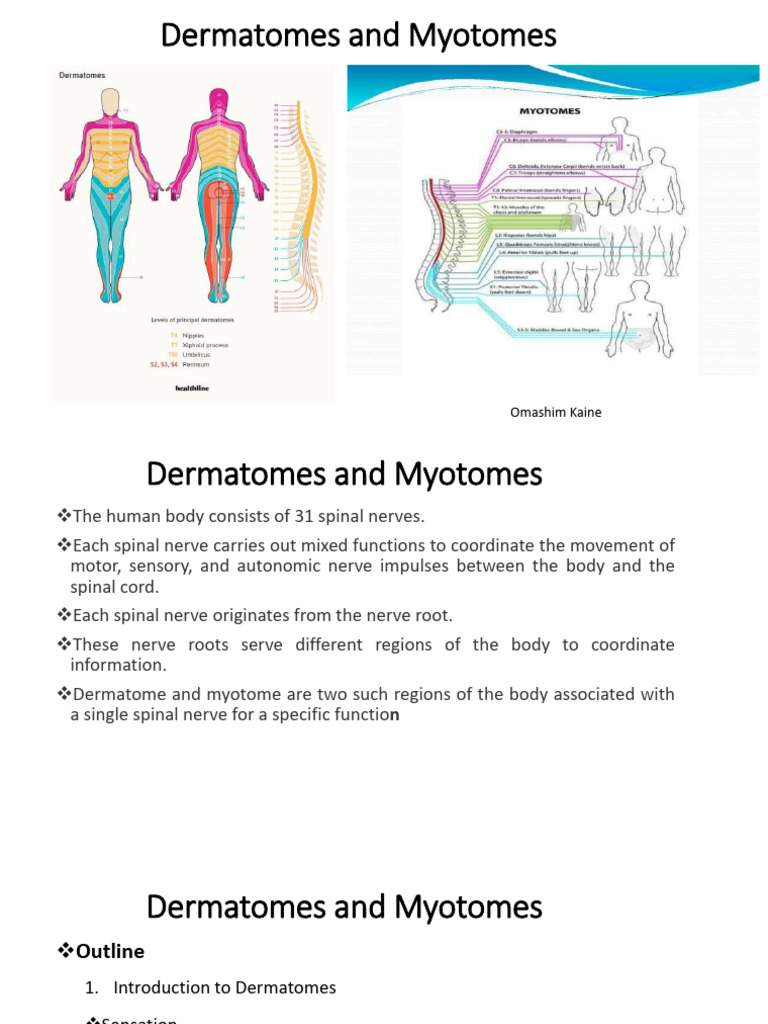 Dermatomes and Myotomes Guide | PDF | Spinal Cord | Vertebral Column