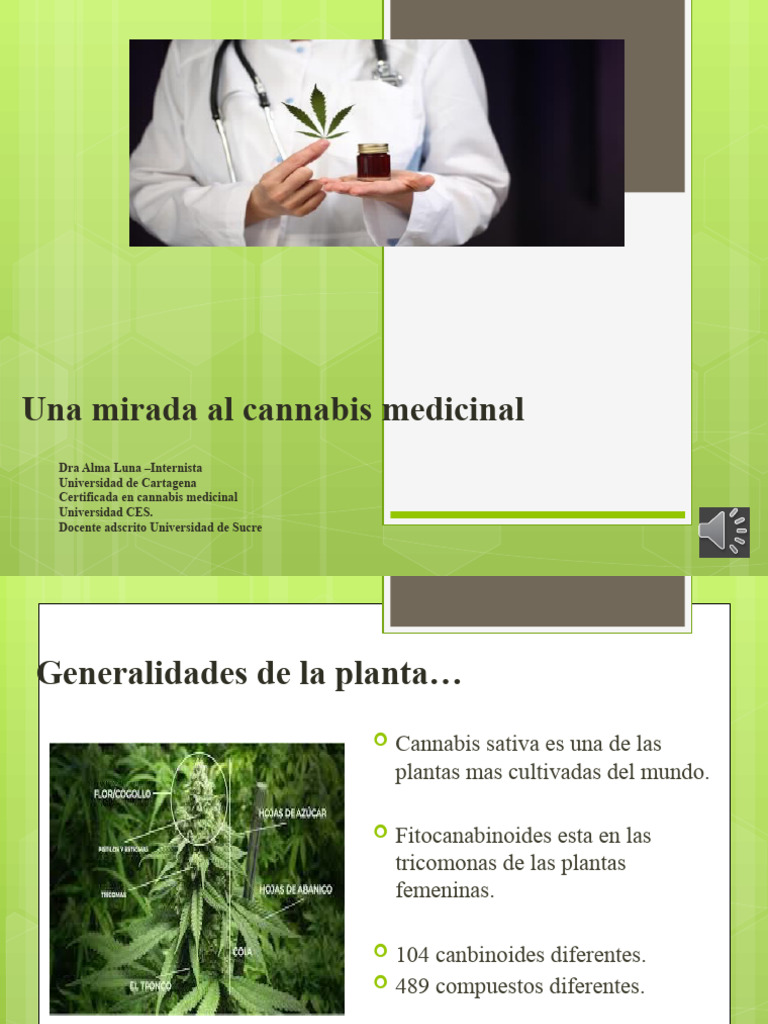 Uso y evidencia del cannabis medicinal | PDF | Cannabis (Droga ...