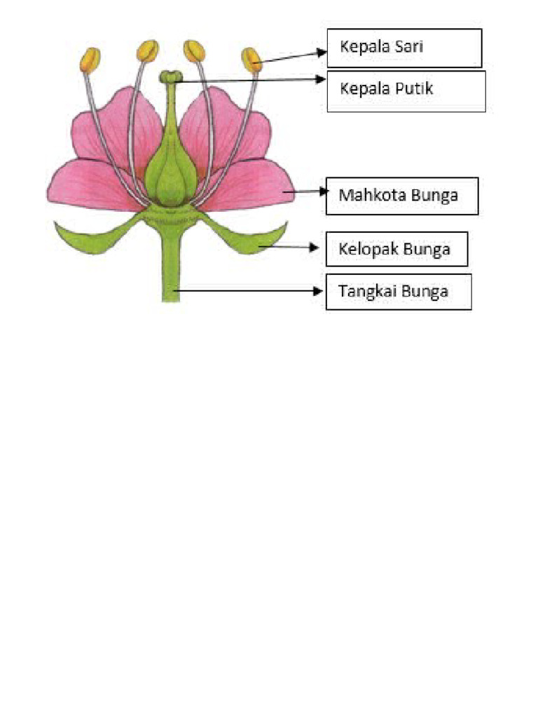 Gambar Bunga Sempurna | PDF