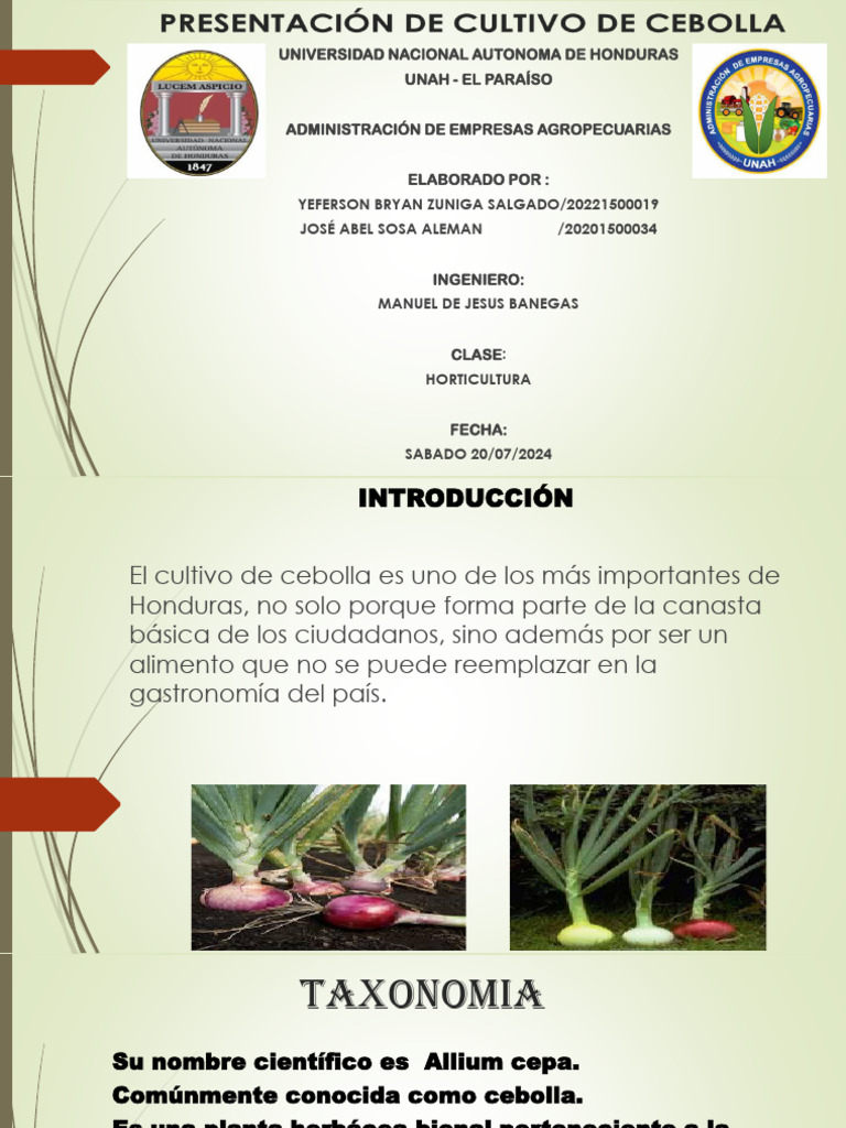 Diapositivas de Cultivo de La Cebolla PDF | PDF | Cebolla | Fertilizante