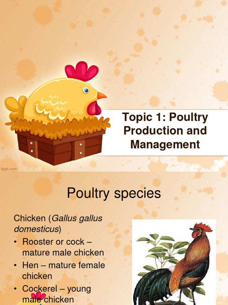 Poultry Production | PDF | Chicken | Poultry Farming