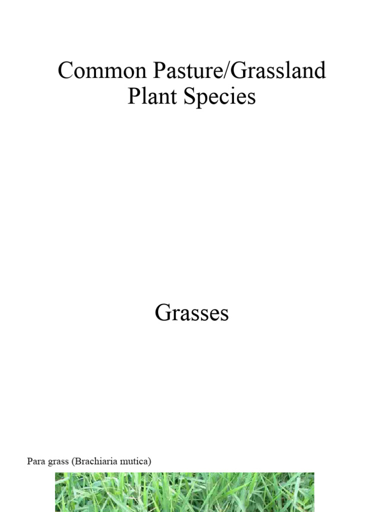 Common Pasture | PDF | Home & Garden