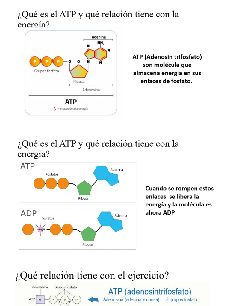 Expocición Fisiologia ATP y Unidad Motora | PDF | Trifosfato de ...