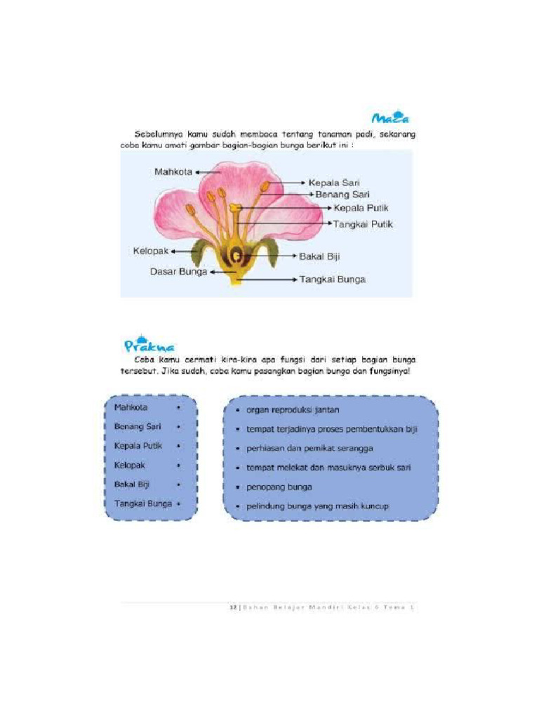 Soal Bagian Bunga Gambar | PDF