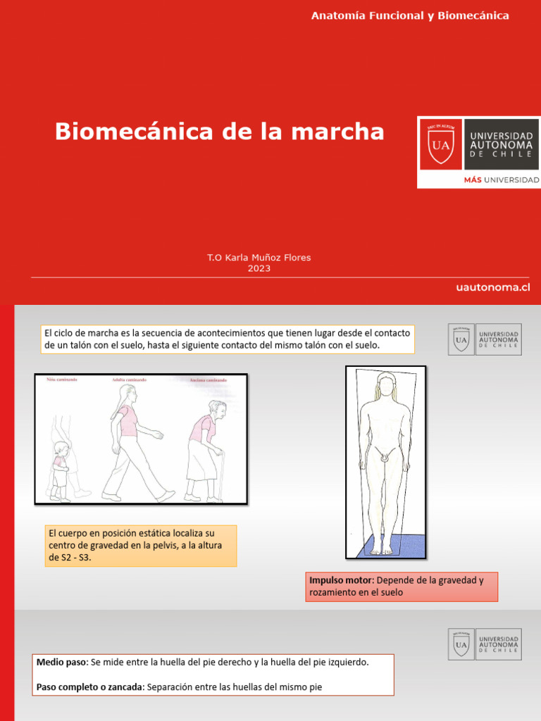 Biomecánica del Ciclo de Marcha | PDF | Pie | Anatomía