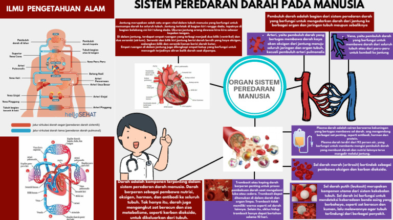 Vera Arefanda - 1f - Tugas Mind Map 5 - Sistem Peredaran Darah Manusia ...