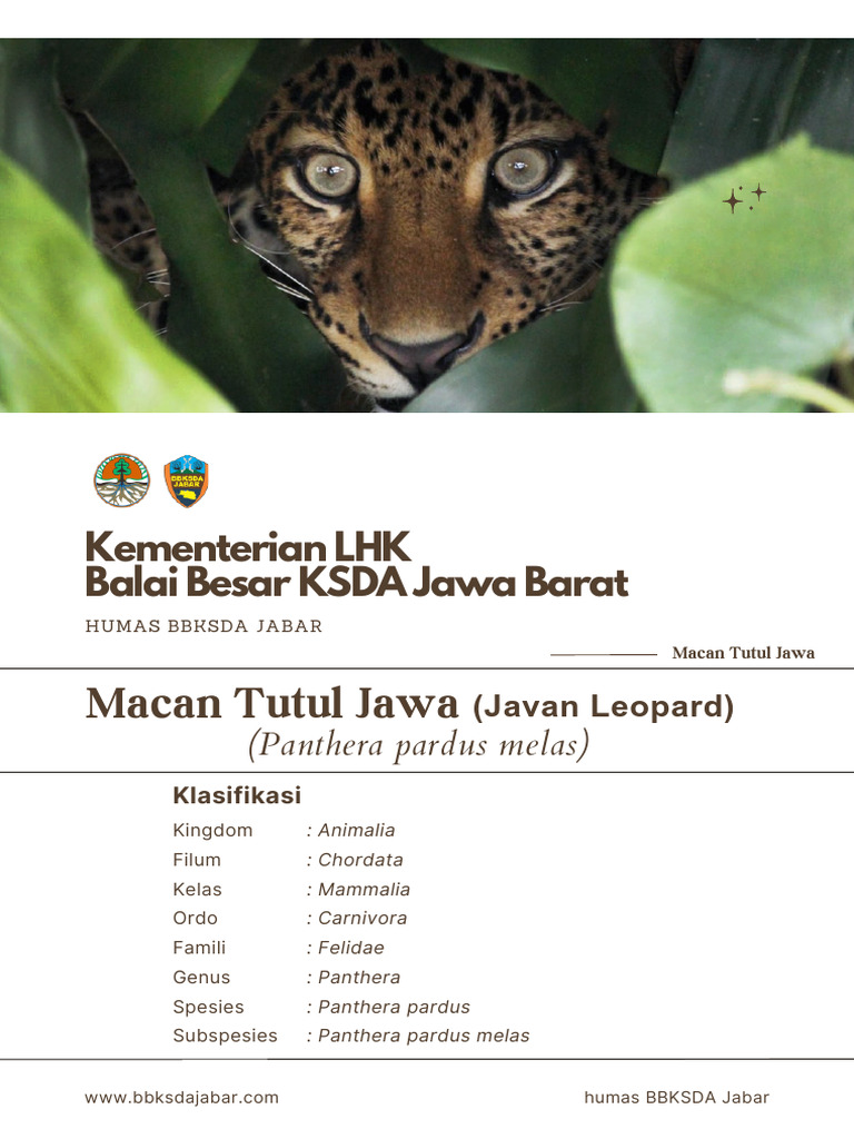 Klasifikasi dan Habitat Macan Tutul Jawa | PDF