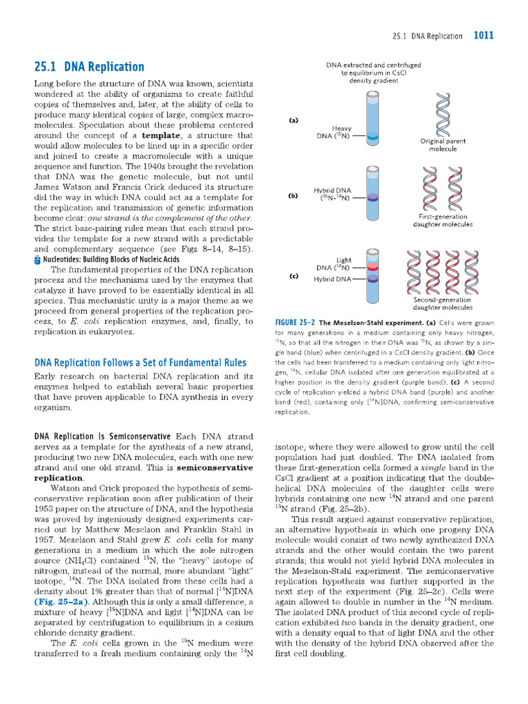 DNA Replication | PDF