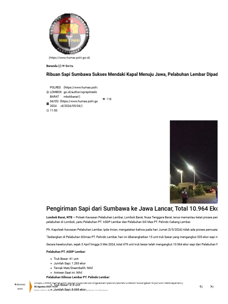 Ribuan Sapi Sumbawa Sukses Mendaki Kapal Menuju Jawa, Pelabuhan Lembar ...