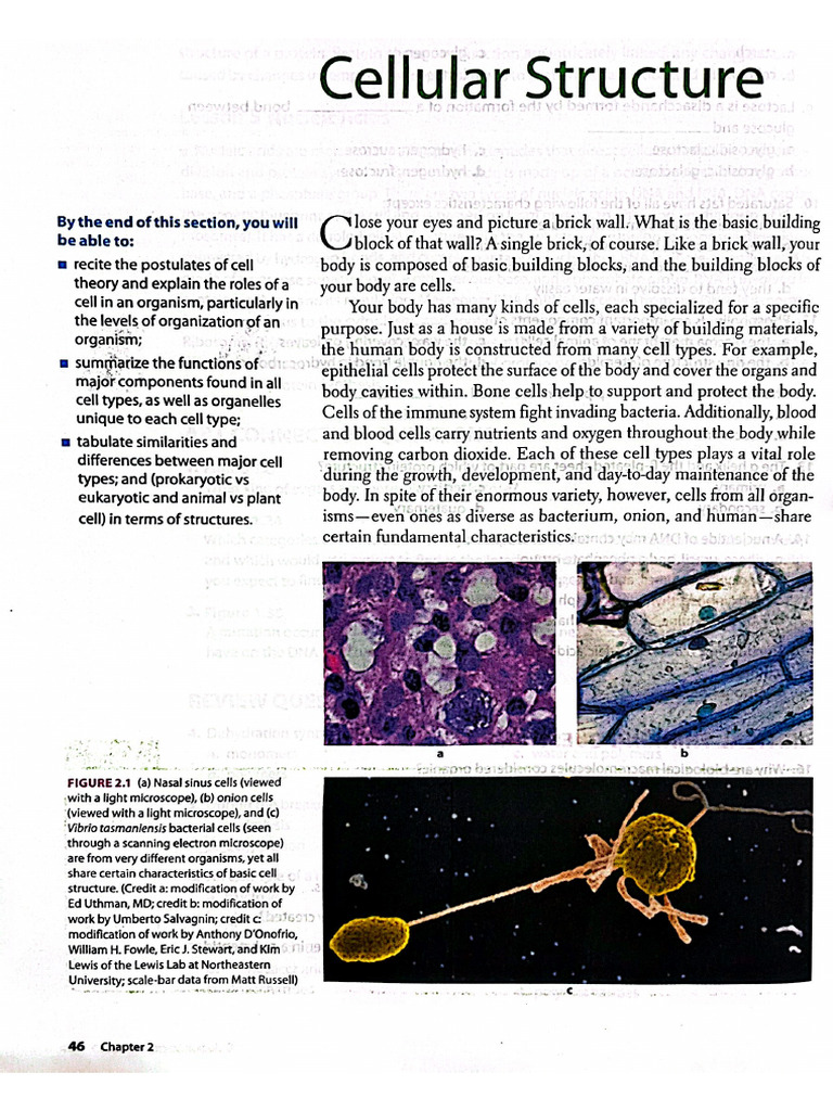 GB1 RM W1 Cell Theory | PDF