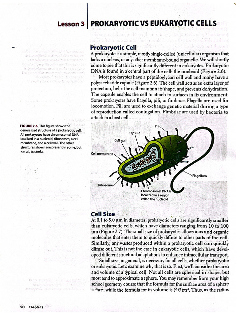 GB1 RM W2 Cell Types | PDF