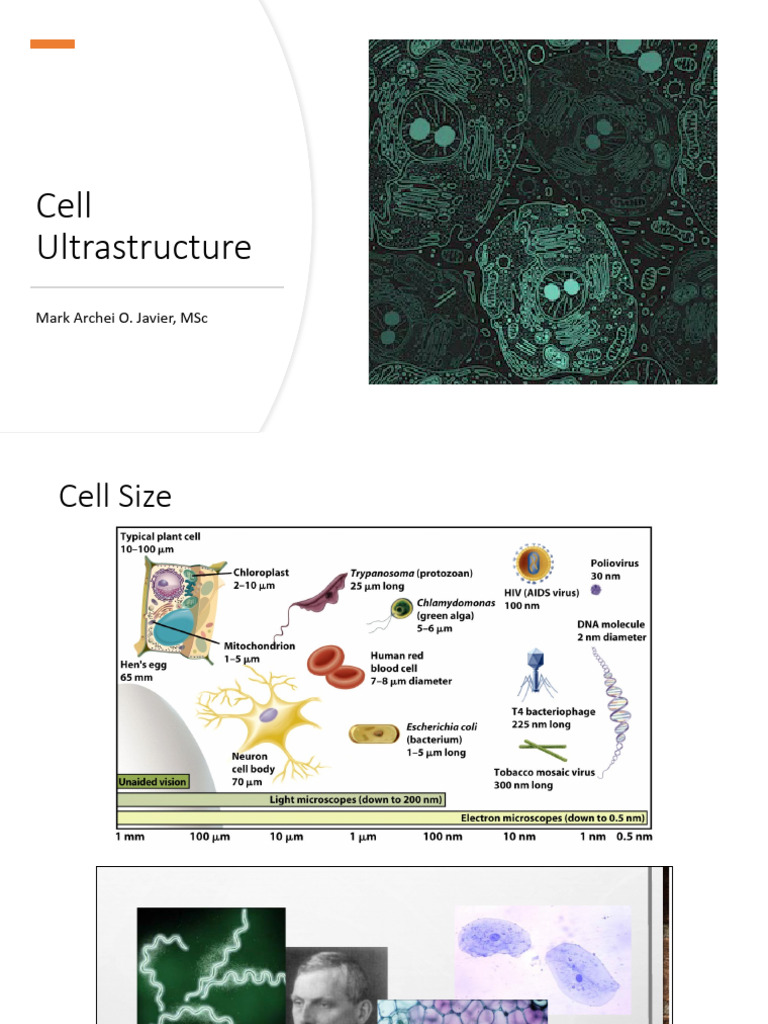Cell Ultrastructure Lecture | PDF | Cell (Biology) | Eukaryotes