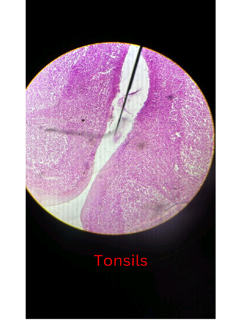 General Histology Pdf