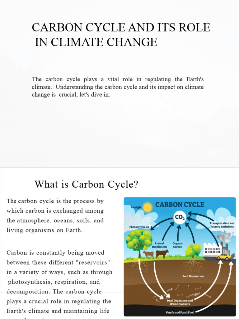 Understanding Carbon Sinks in Geography | PDF | Climate Change | Carbon ...