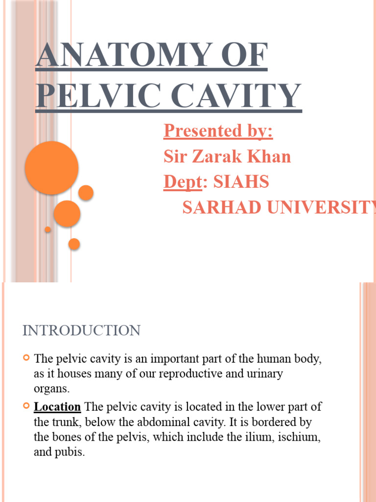 Anatomy of Pelvic Cavity | PDF | Uterus | Ovary