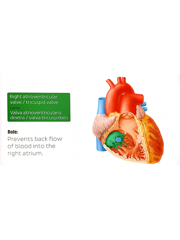 Right Atrium and Ventricle | PDF