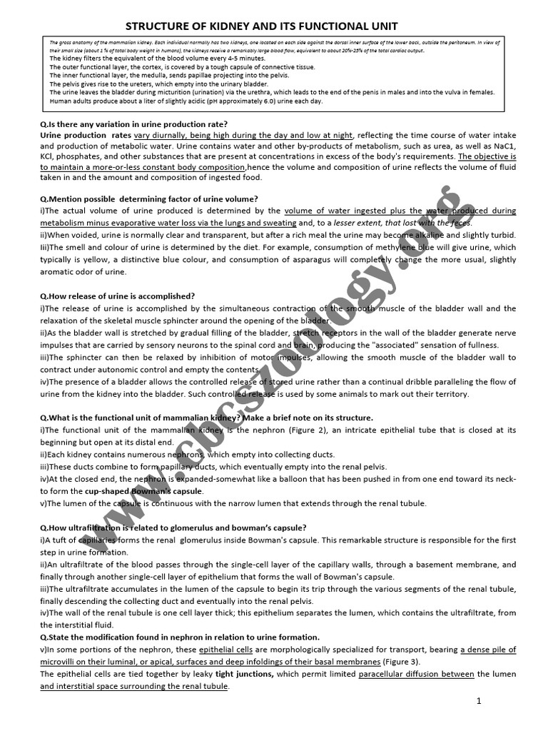 Structure of Kidney and Its Functional Unit | PDF | Kidney | Urine