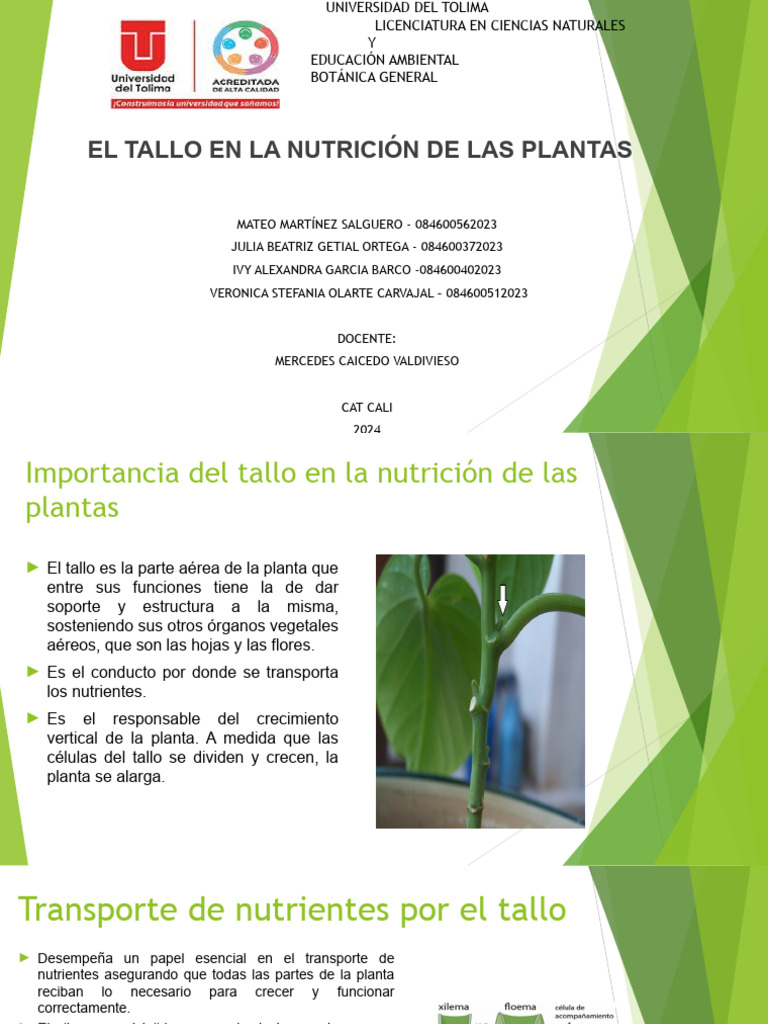 El Tallo en La Nutricion de Las Plantas | PDF | Plantas | Tallo de la ...