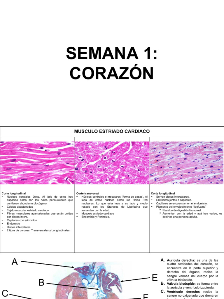 Histo Pra - Morfo 3 | PDF | Capilar | Artería