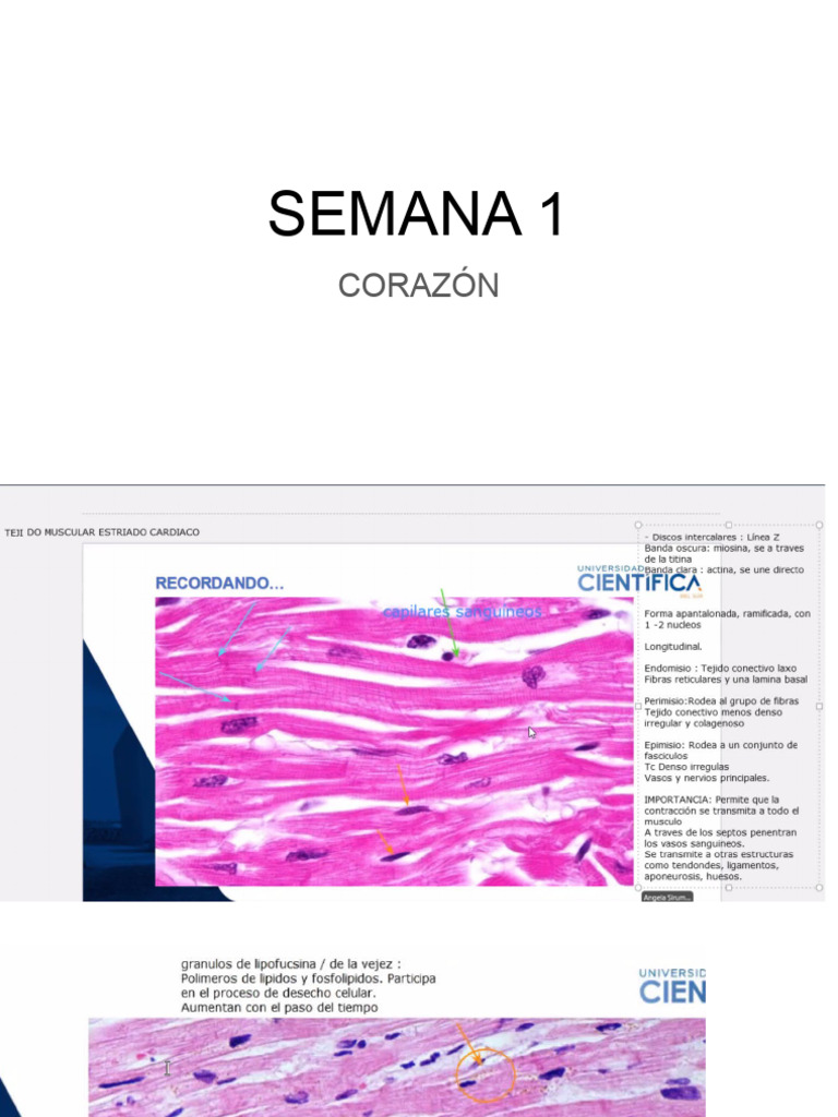 Mi Resumen Histologia | PDF | Membrana mucosa | Riñón