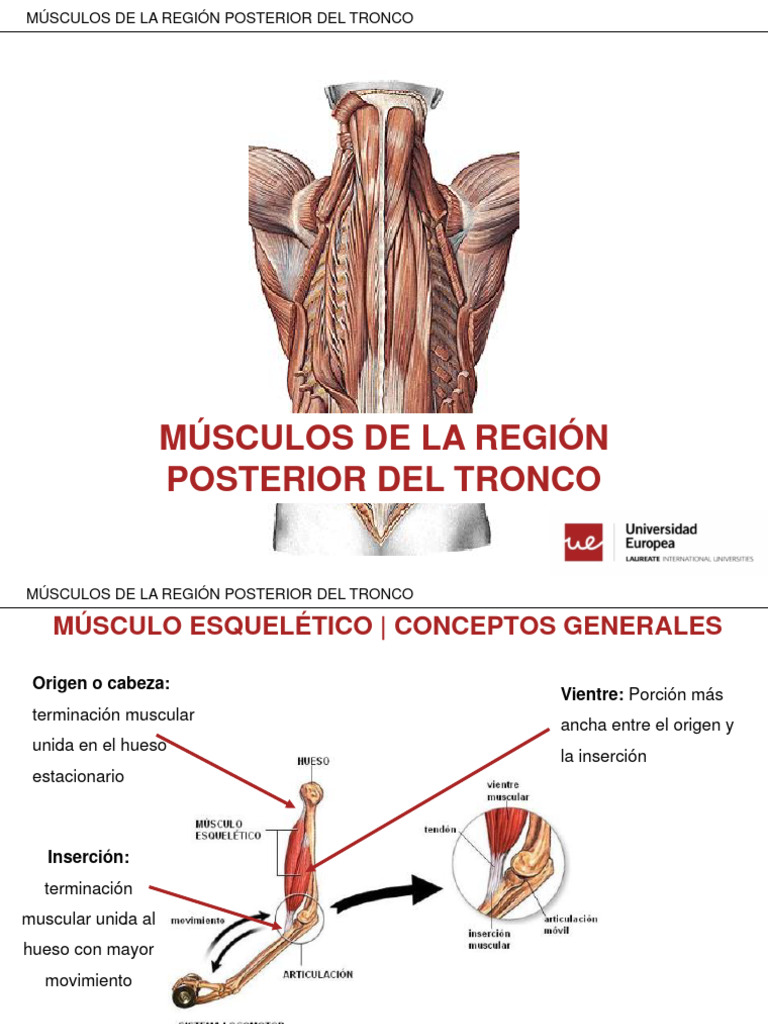 03.musculos Dorsales Del Tronco | PDF | La columna vertebral | Anatomía