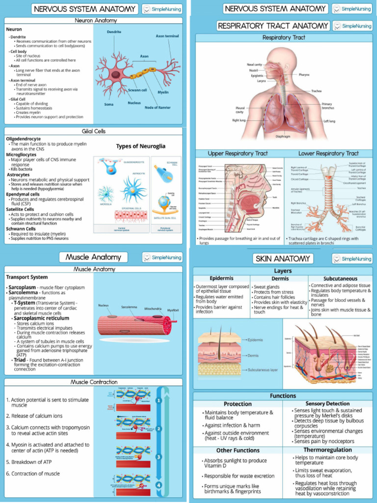 Anaphy and Physiology | PDF