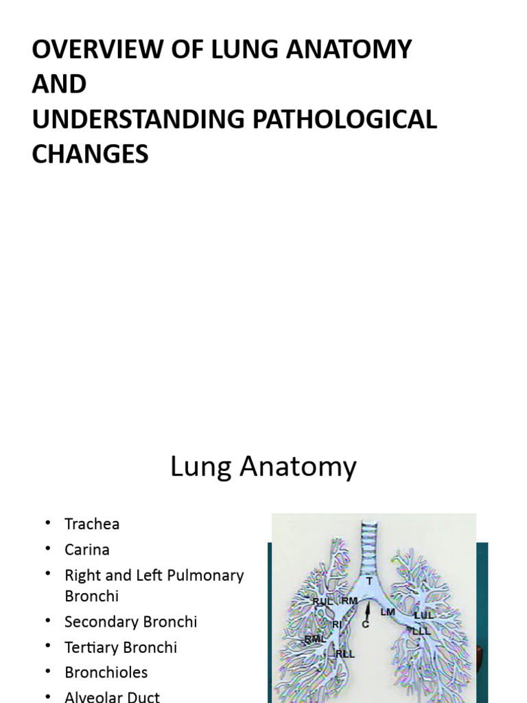 3.chest X-Ray Path Interp | PDF | Lung | Thorax