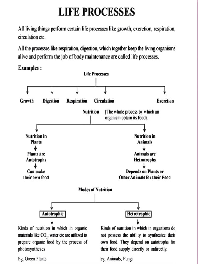 Life Processes Notes | PDF