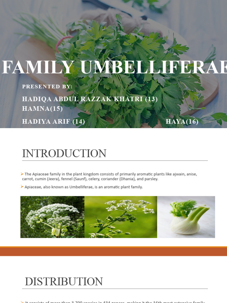 Family Presentation | PDF | Fennel | Coriander