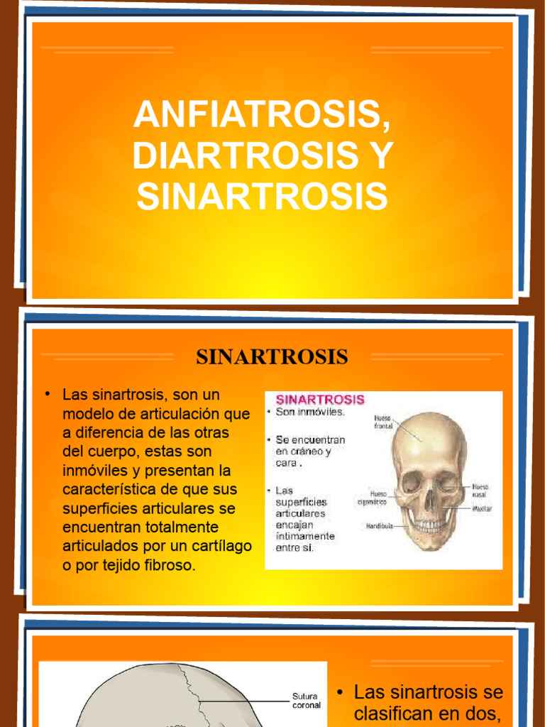 Sinartrosis, Diartrosis, y Enartrosis | PDF | Articulación | Sistema ...