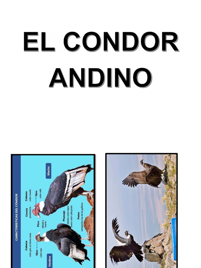 Condor Imprimir | PDF