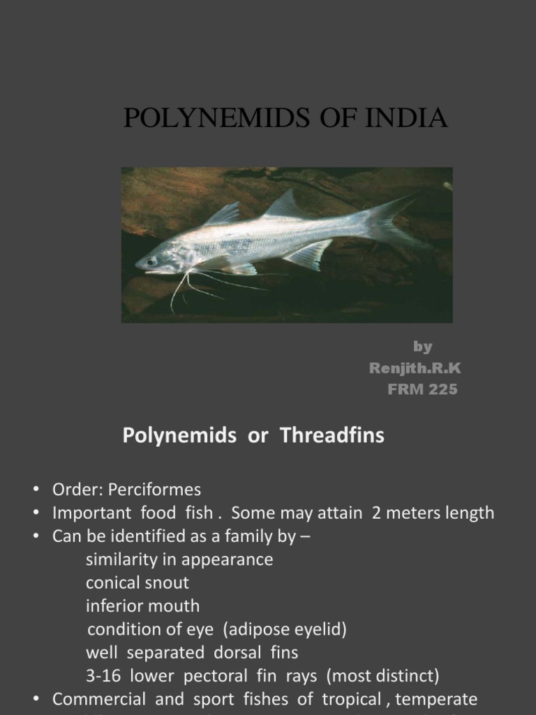 Polynemids of India | PDF | Anatomical Terms Of Location | Aquatic ...