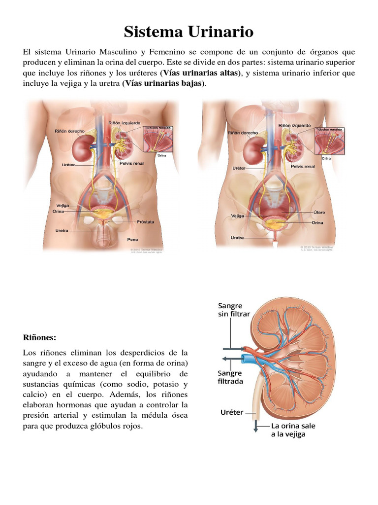 Sistema Urinario - Sistema Tegumentario | PDF | Sistema urinario | Piel