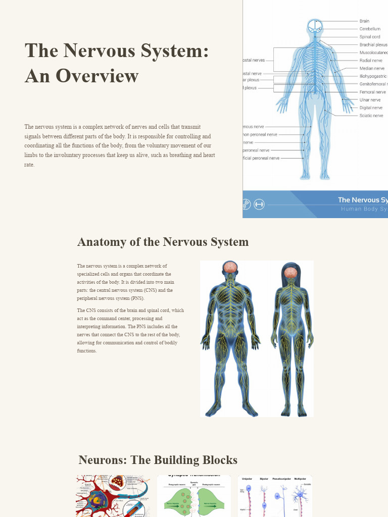 The Nervous System An Overview | PDF | Neuron | Synapse