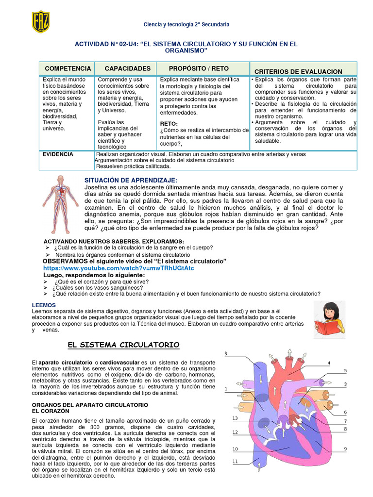 Actividad 2-U4-2do Secundaria | PDF | Sistema circulatorio | Corazón