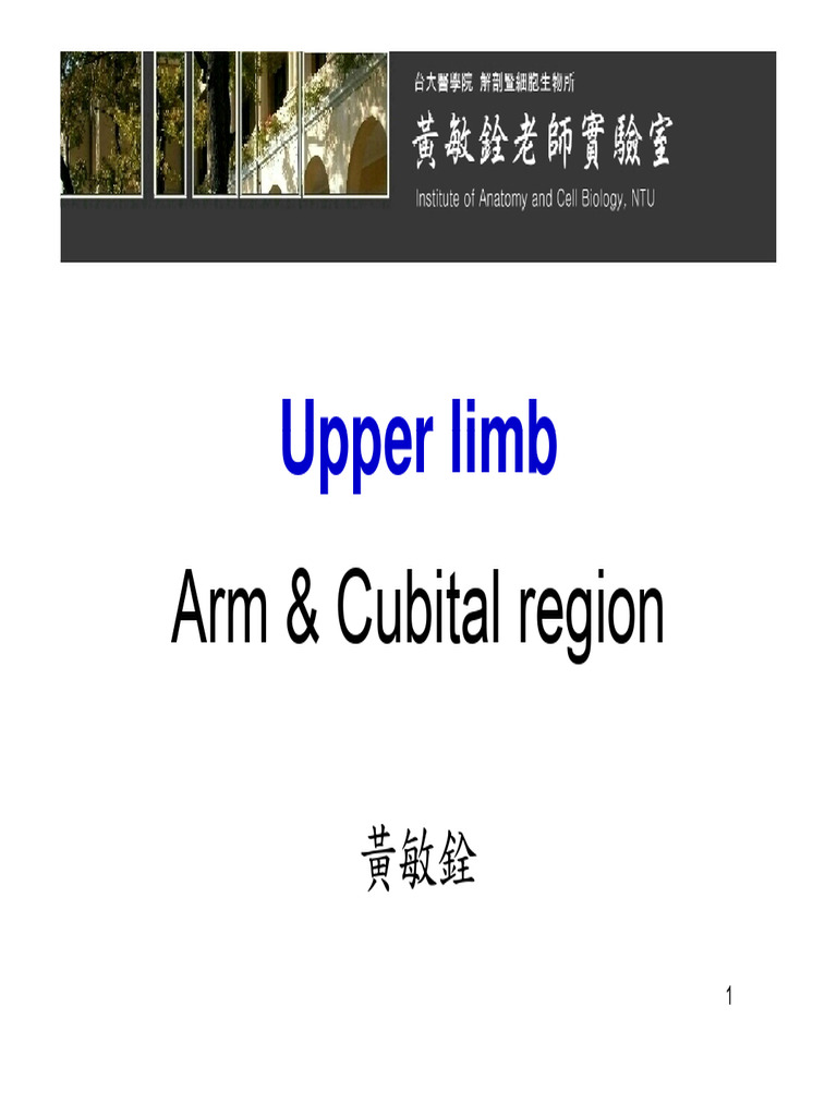 Upper Limb-Arm & Cubital Region Superficial Back & Scapular Region ...
