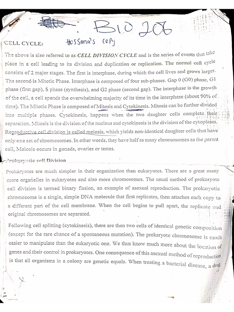 Bio 206 Cell Cycle | PDF