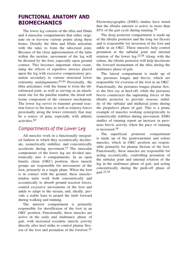 Functional Anatomy and Biomechanics - Lower Leg | PDF | Human Leg | Foot