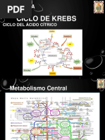 Esquema Ciclo de Krebs | PDF