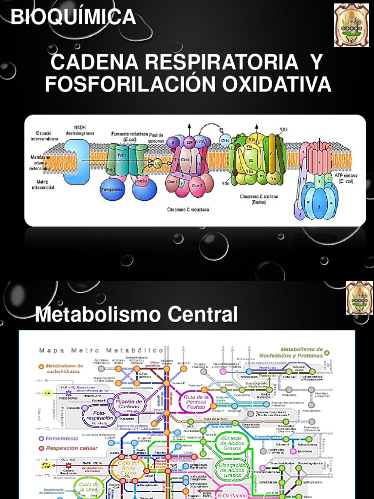 Cadena Respiratoria y Forforilación Oxidativa | PDF | Trifosfato de adenosina | Cadena de ...