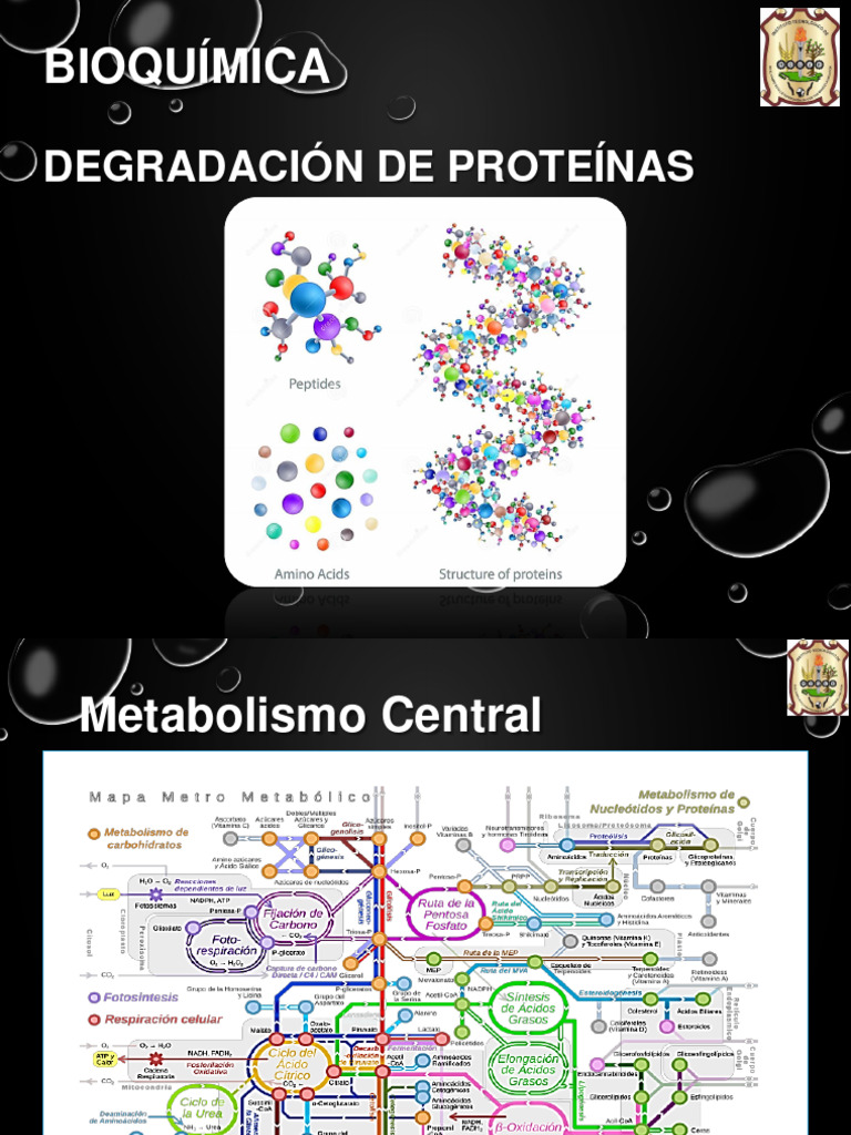Degradación de Aminoácidos | PDF | Ubiquitina | Metabolismo