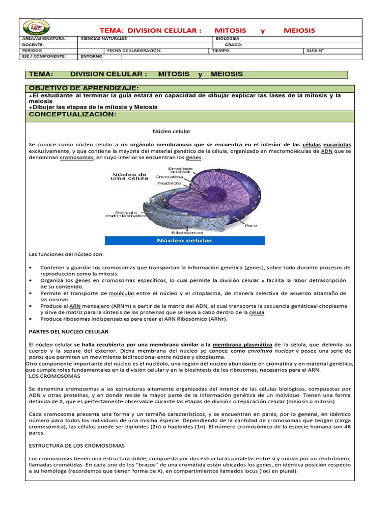 NUCLEO CELULAR Y REPRODUCCION | PDF | Nucleo celular | Mitosis
