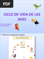 Ciclo de Vida de las Aves para Niños | PDF | Aves | Huevo
