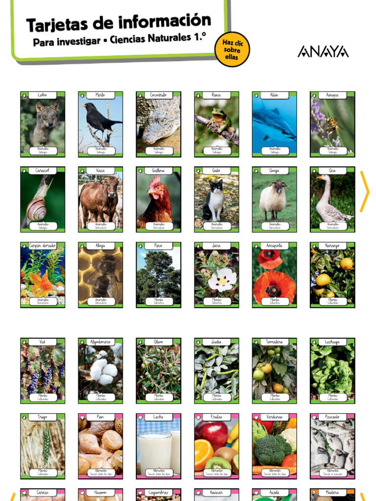 Tarjetas para Investicar en Naturales 1o Primaria | PDF | Panes | Oveja