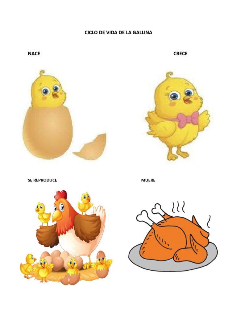 Ciclo de Vida de La Gallina | PDF