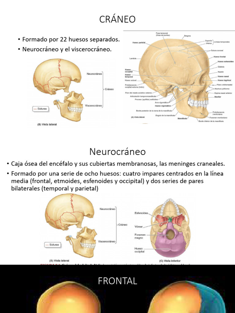 CRANEO | PDF | Cráneo | Sistema esquelético