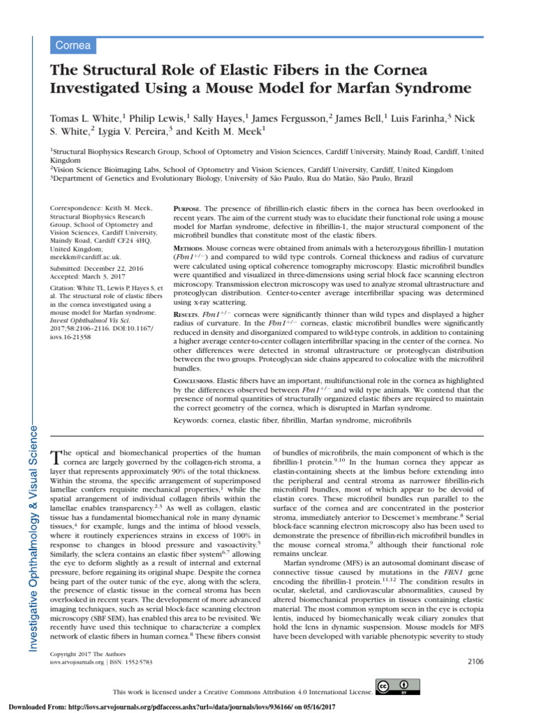 The Structural Role of Elastic Fibers in the Cornea Investigated Using ...
