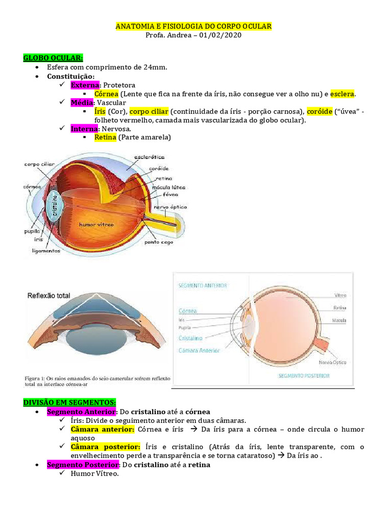 Anatomia Do Globo Ocular | PDF | Olho humano | Córnea
