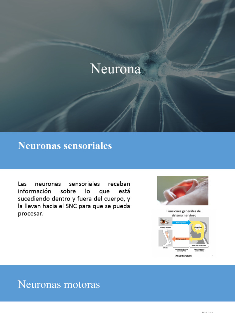 Estructura y Función de las Neuronas | PDF | Sinapsis | Neurona